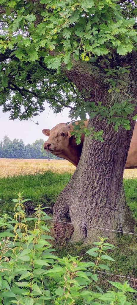 STIER VAN POTTER TERUG - Brekt
