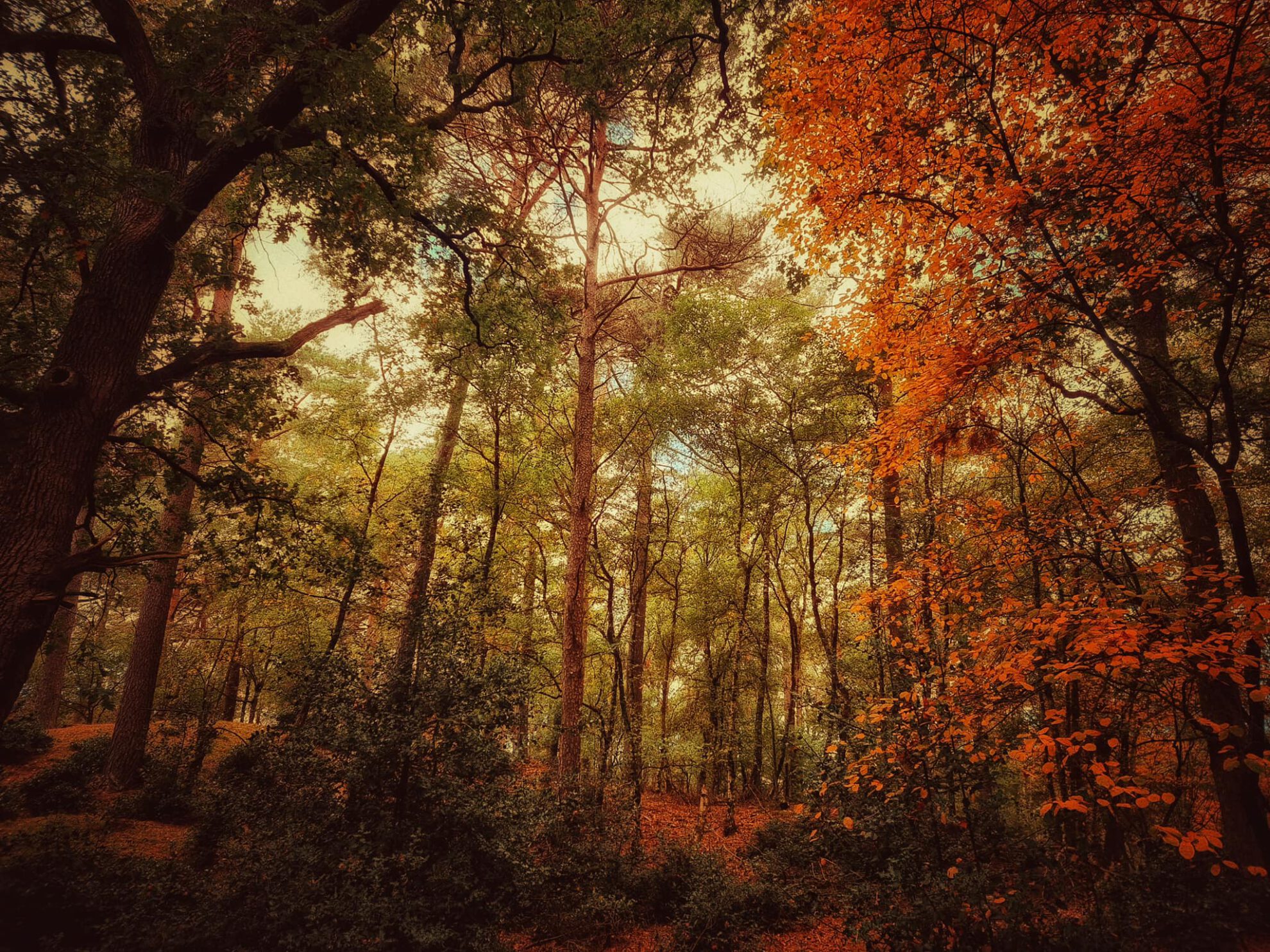 Dwingelderveld de populairste fietsbestemming van Nederland in 2024 - Brekt