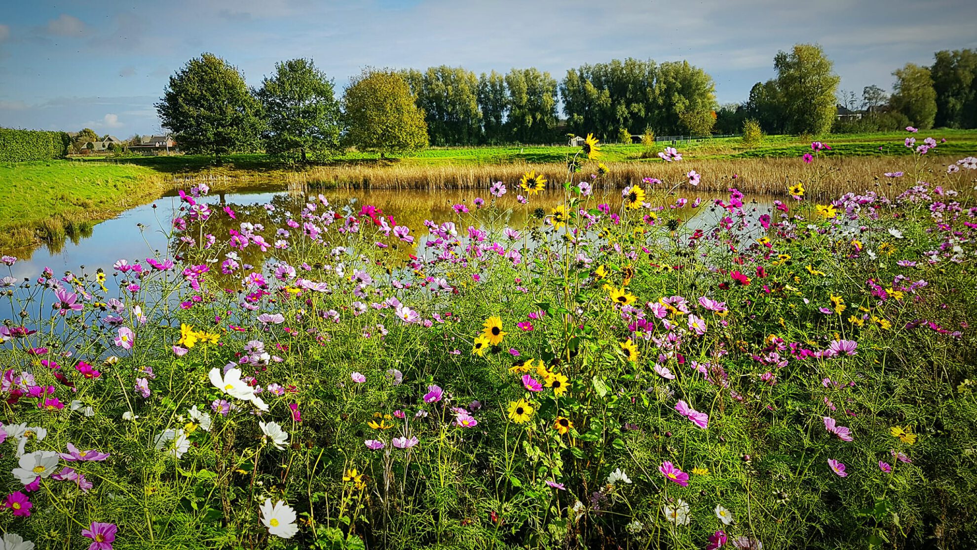 WILDE BLOEMEN - Brekt