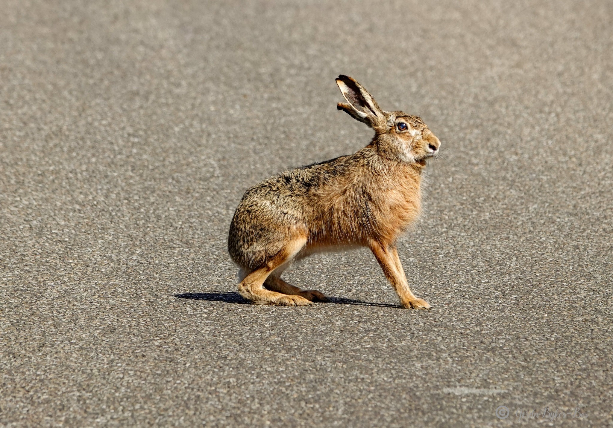 HAASEI MAAKT PAASBLIJ - Brekt