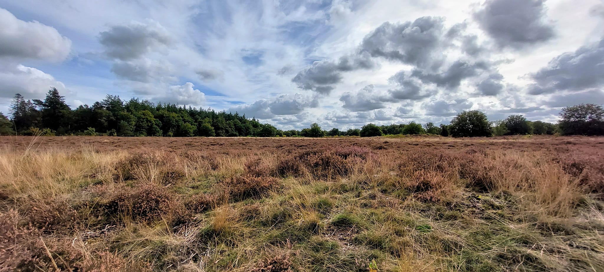 Minder kenmerkende plantensoorten op heide en in open duinen - Brekt