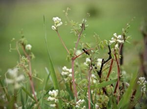 DE RANKENDE HELMBLOEM - Brekt