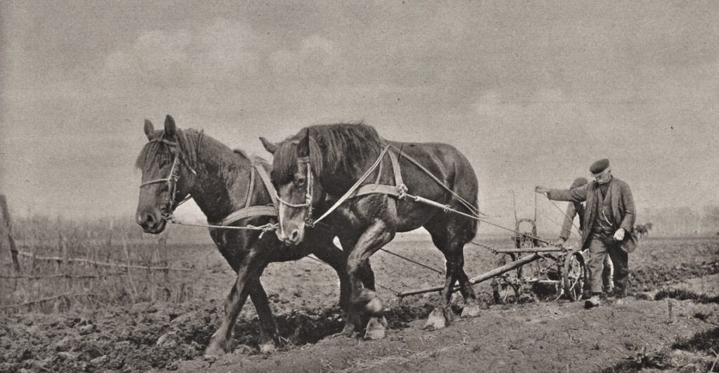 PAARDEN VOOR DE PLOEG - Brekt