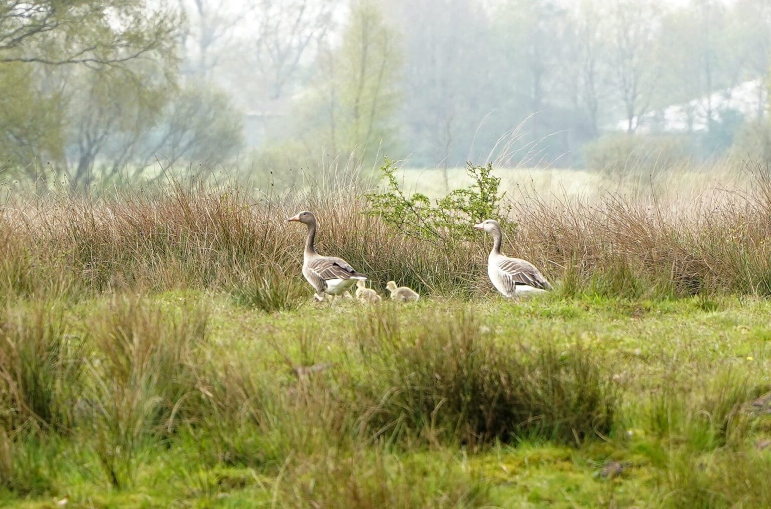 DE FAMILIE GANS - Brekt