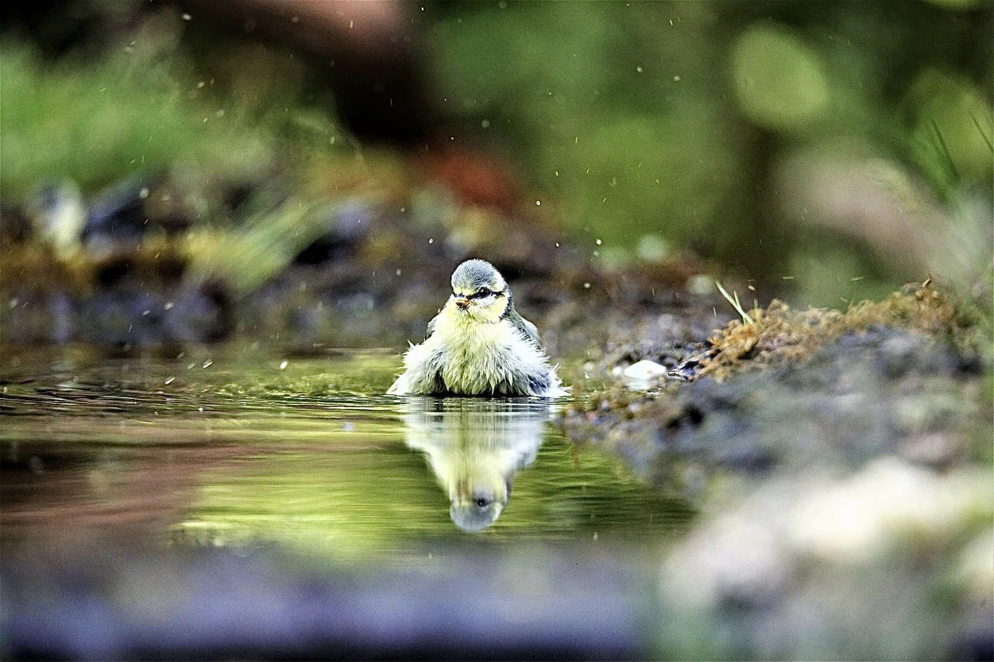 BADDERENDE PIMPELMEES - Brekt