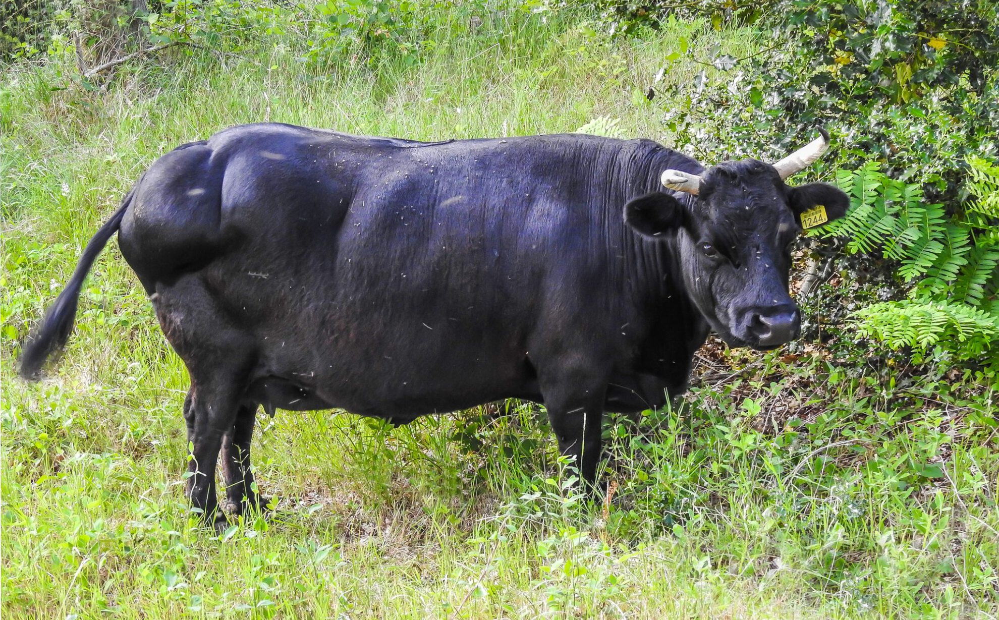 DE HEILIGE ZWARTE KOE VAN GAASTERLAND - Brekt