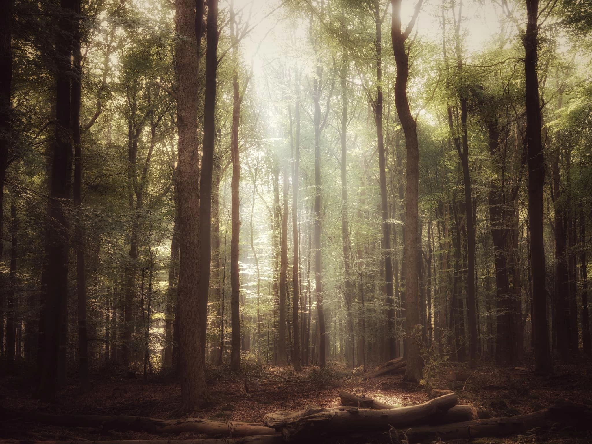 De herfst ontwaakt in het Fochteloërveen - Brekt