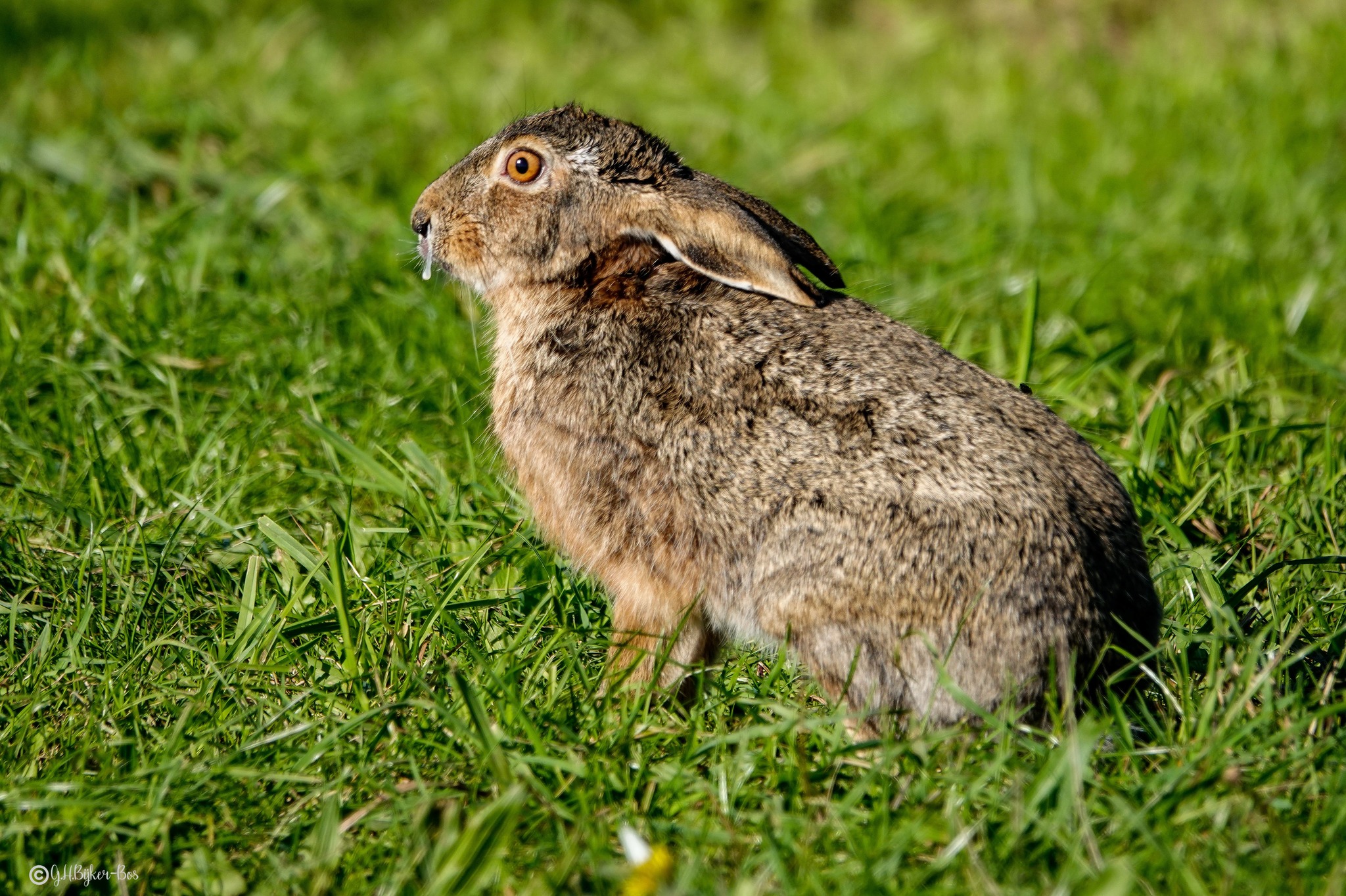 SNIPVERKOUDEN HAASJE - Brekt