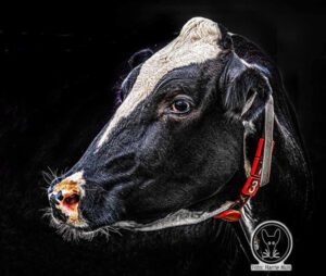 EEN WAARHEID ALS EEN KOE - Brekt