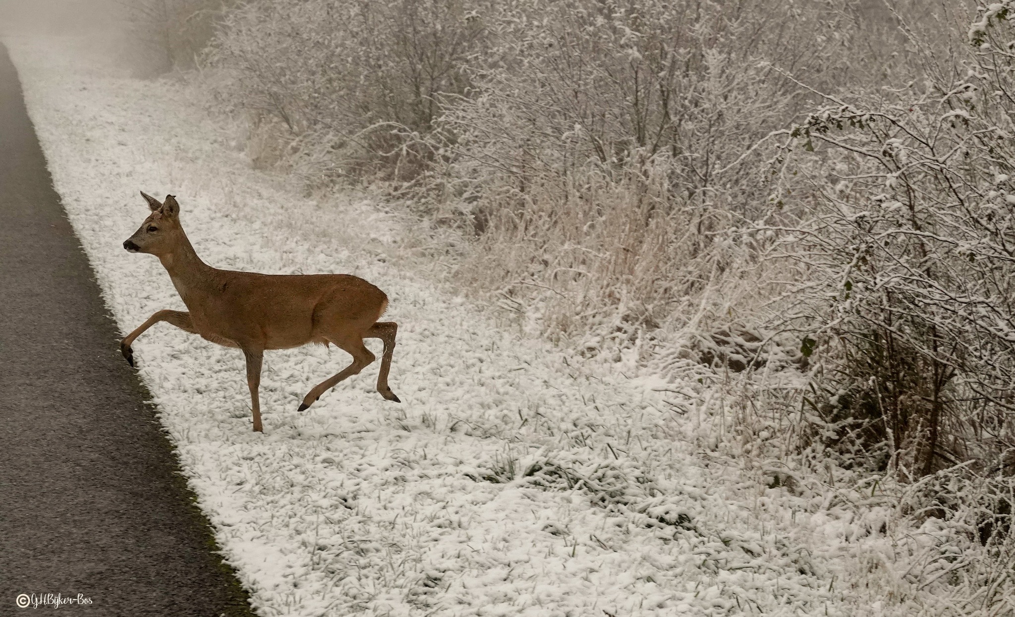 REE VOOR DE LENS - Brekt