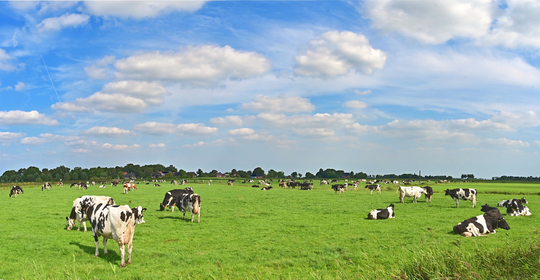 KOEIEN IN DE WEI BIJ ROTTUM, GRONINGEN - Brekt