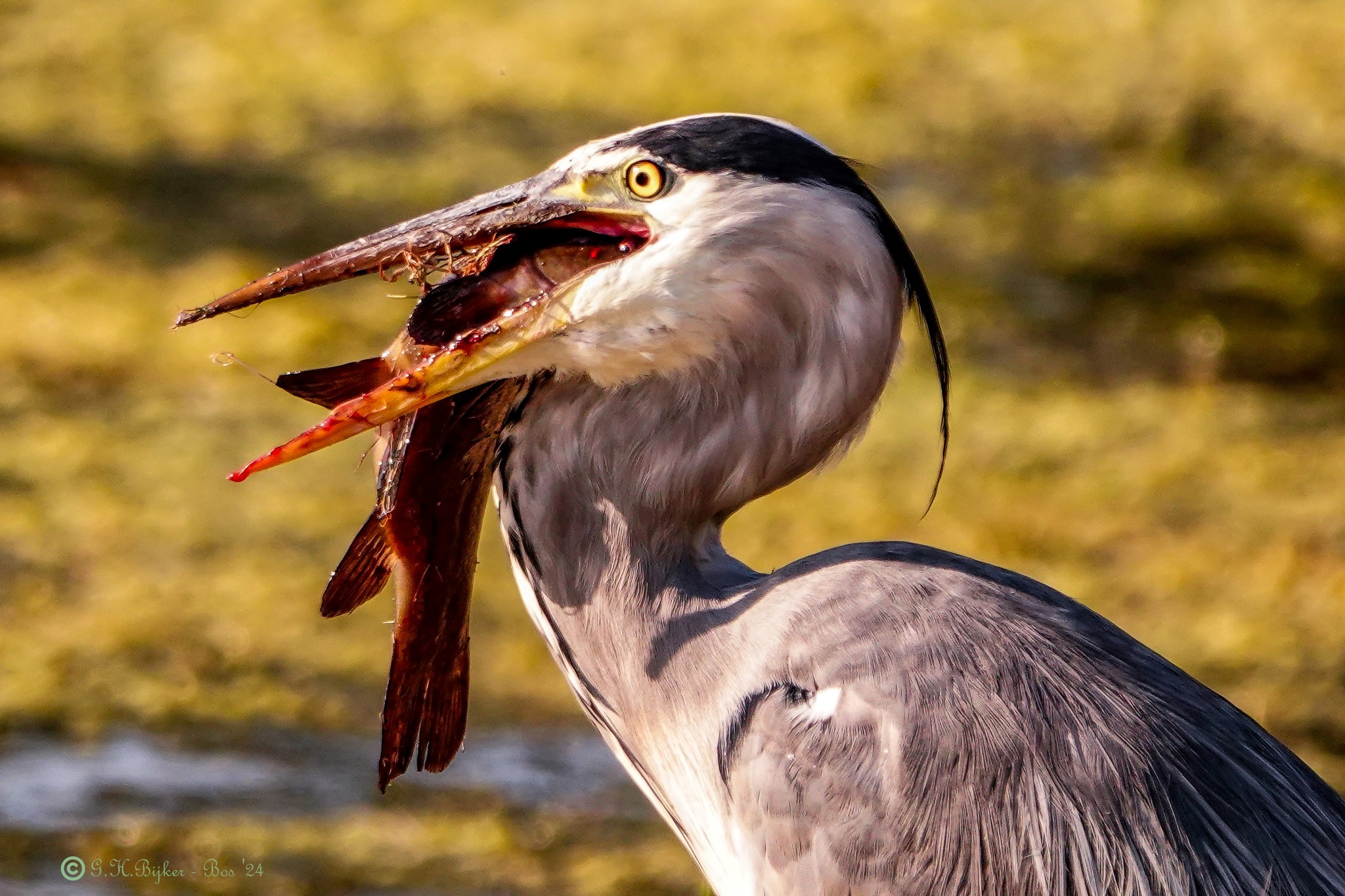 VREETGRAGE REIGER - Brekt