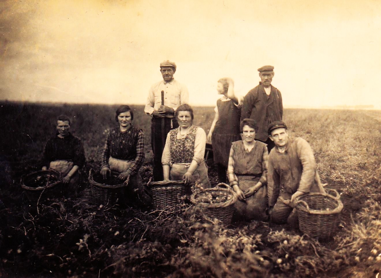 HET RAPEN VAN AARDAPPELEN - Brekt