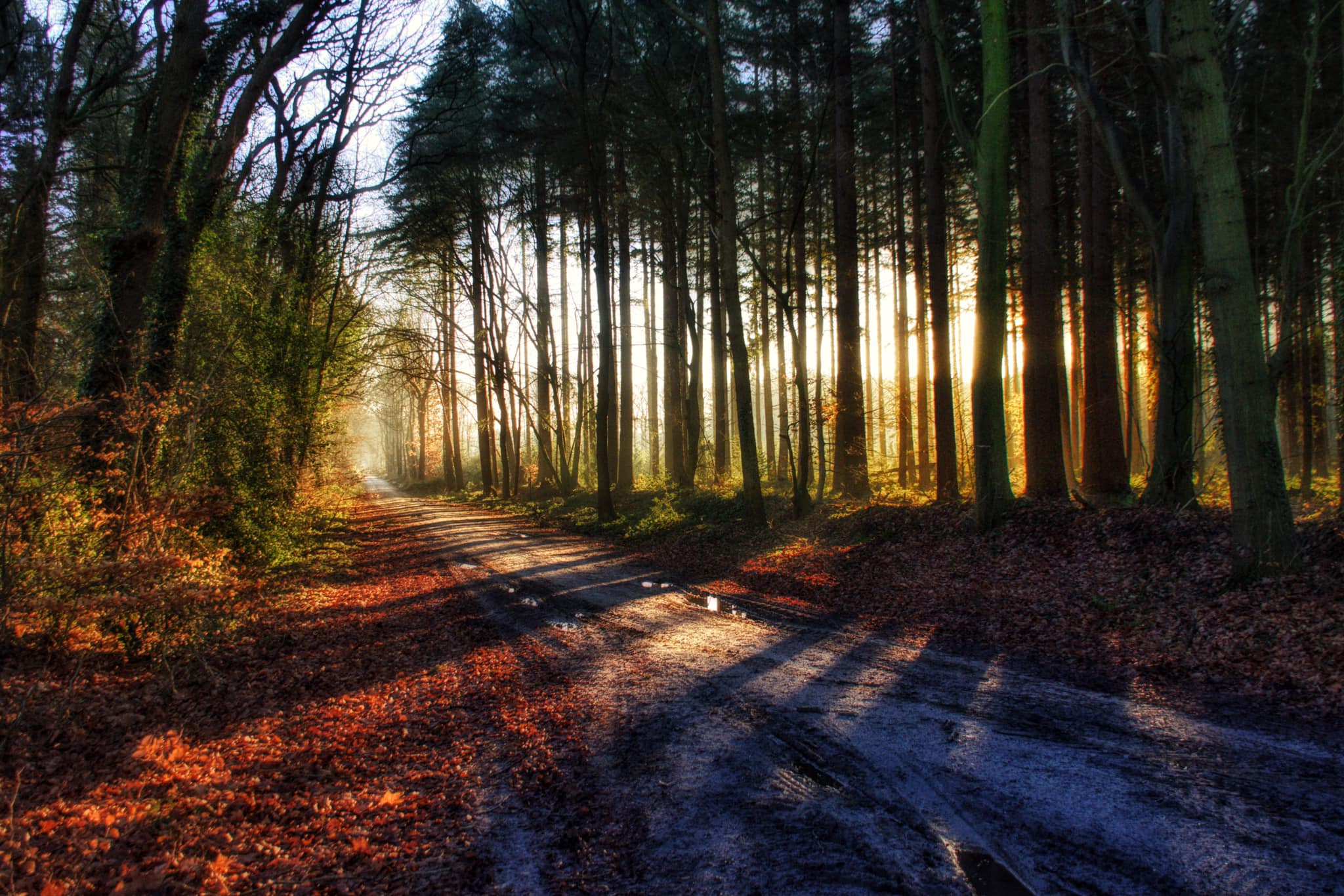 ZONNESTRALEN IN HET BOS - Brekt