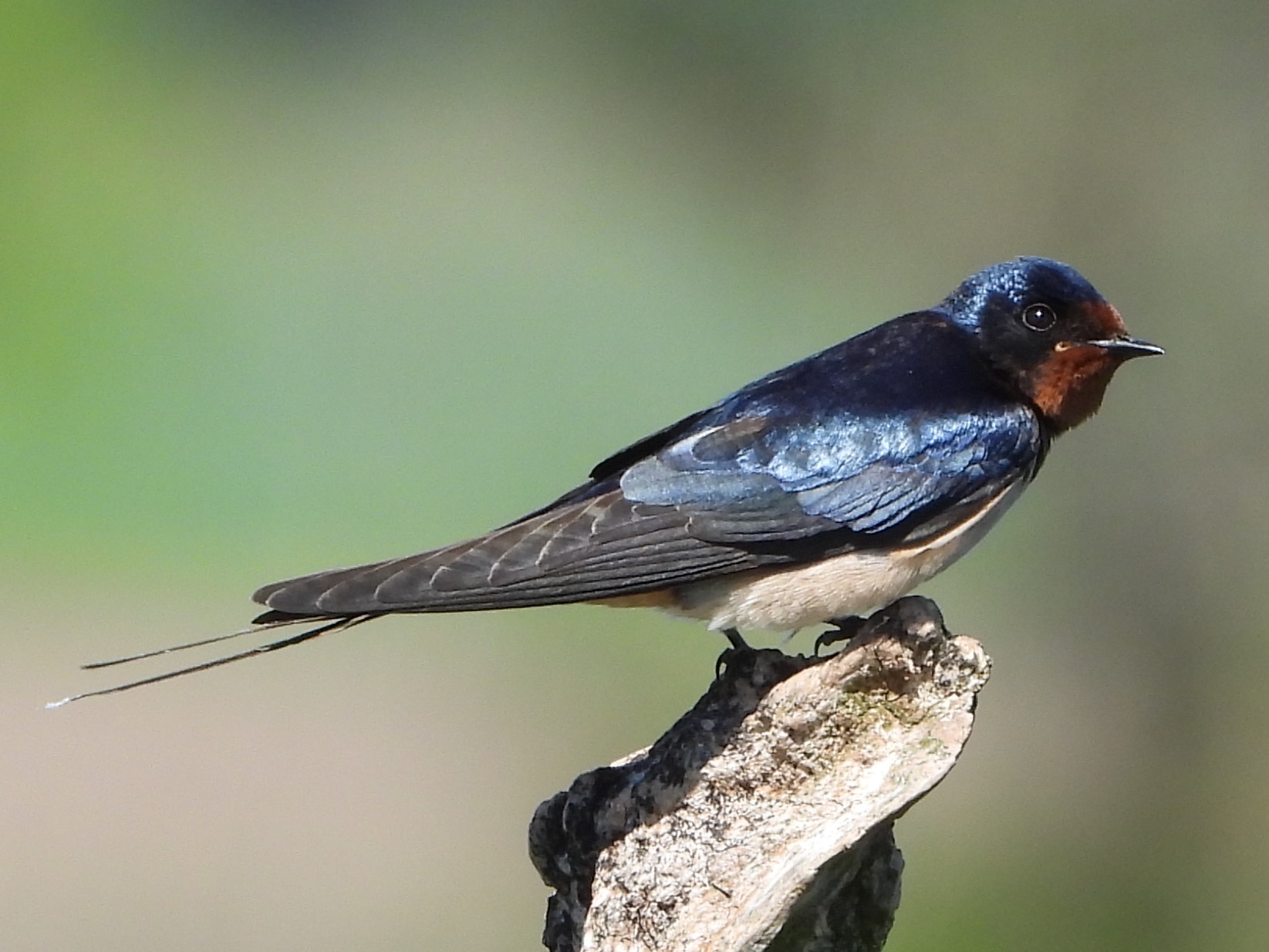 DE BOERENZWALUW - Brekt